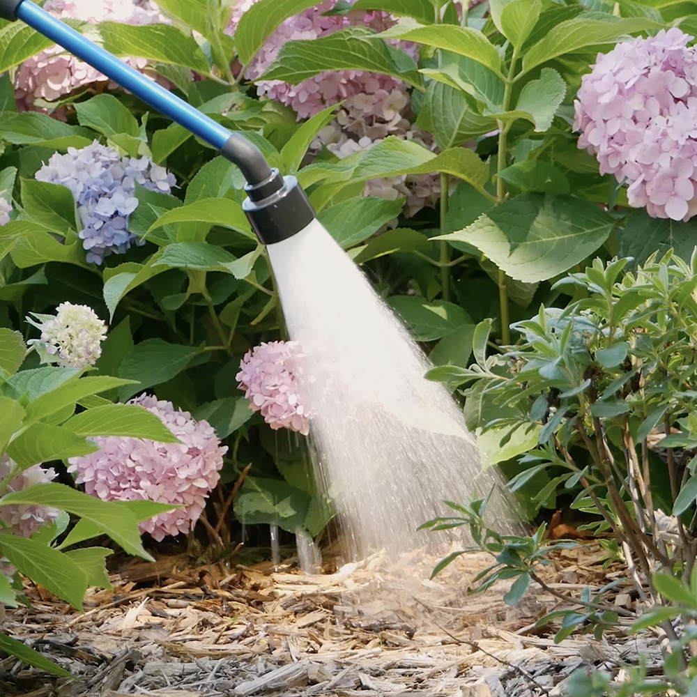 Hydrangea Watering Guide: How Often and How Much Water Do They Need ...